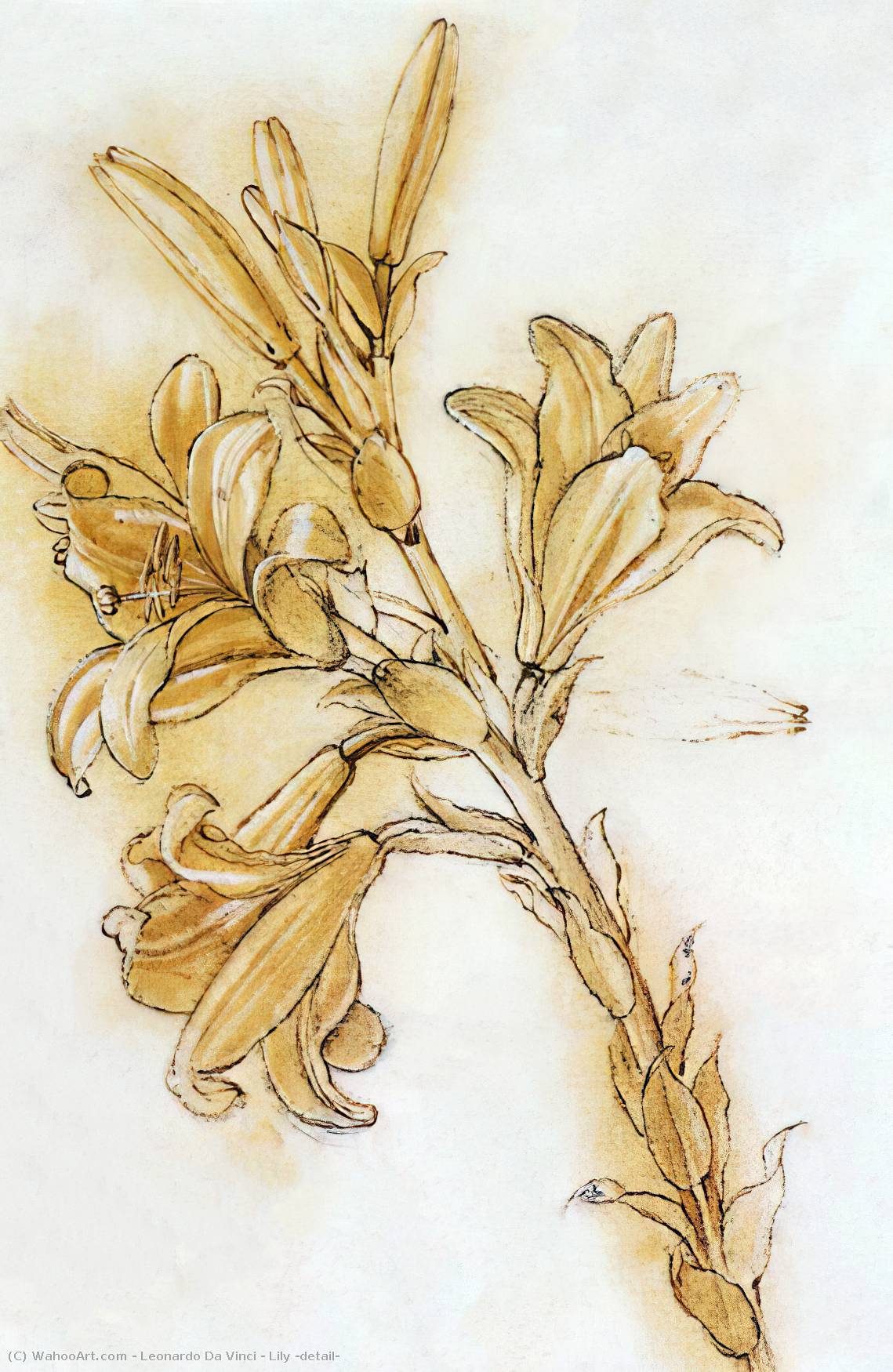Reproducciones De Arte Lily (detalle), 1480 de Leonardo Da Vinci (1452 ...