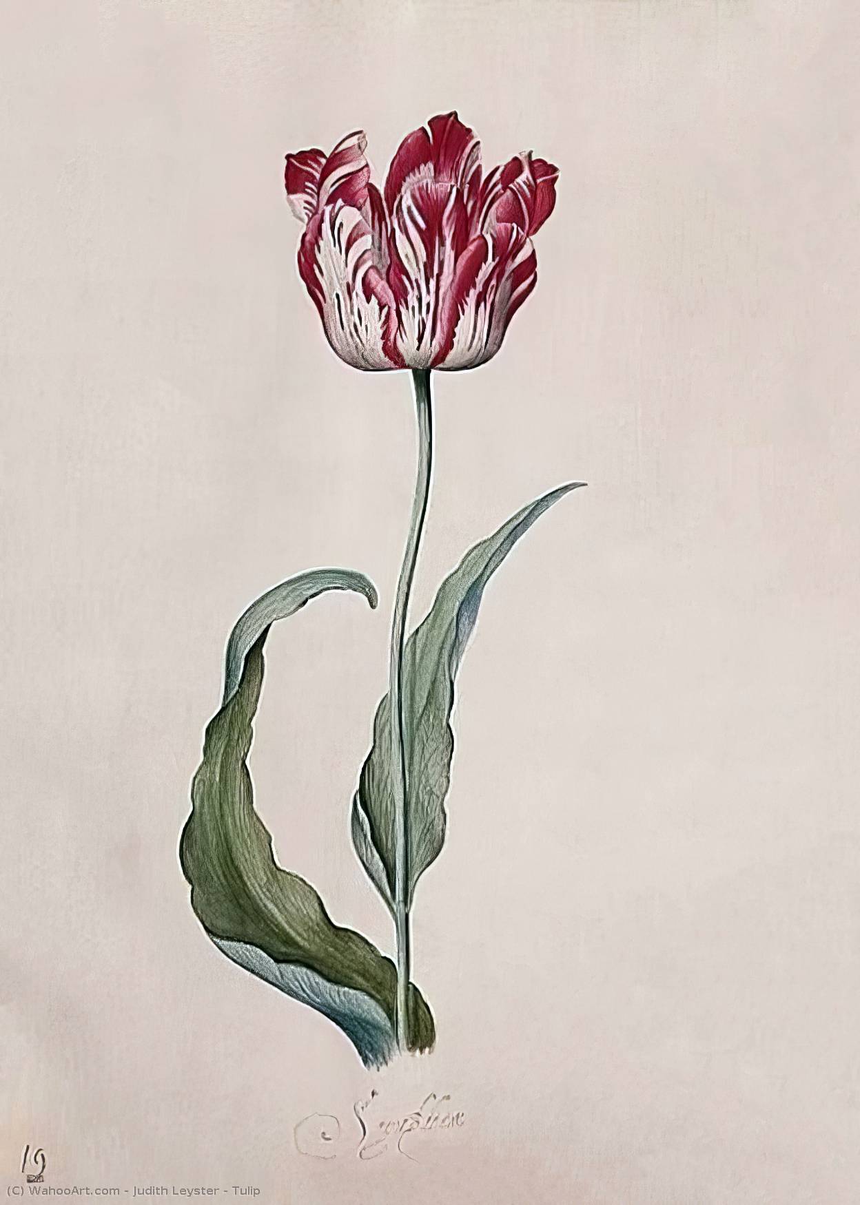 Museum Art Reproductions Tulip, 1643 by Judith Leyster (1609-1660 ...