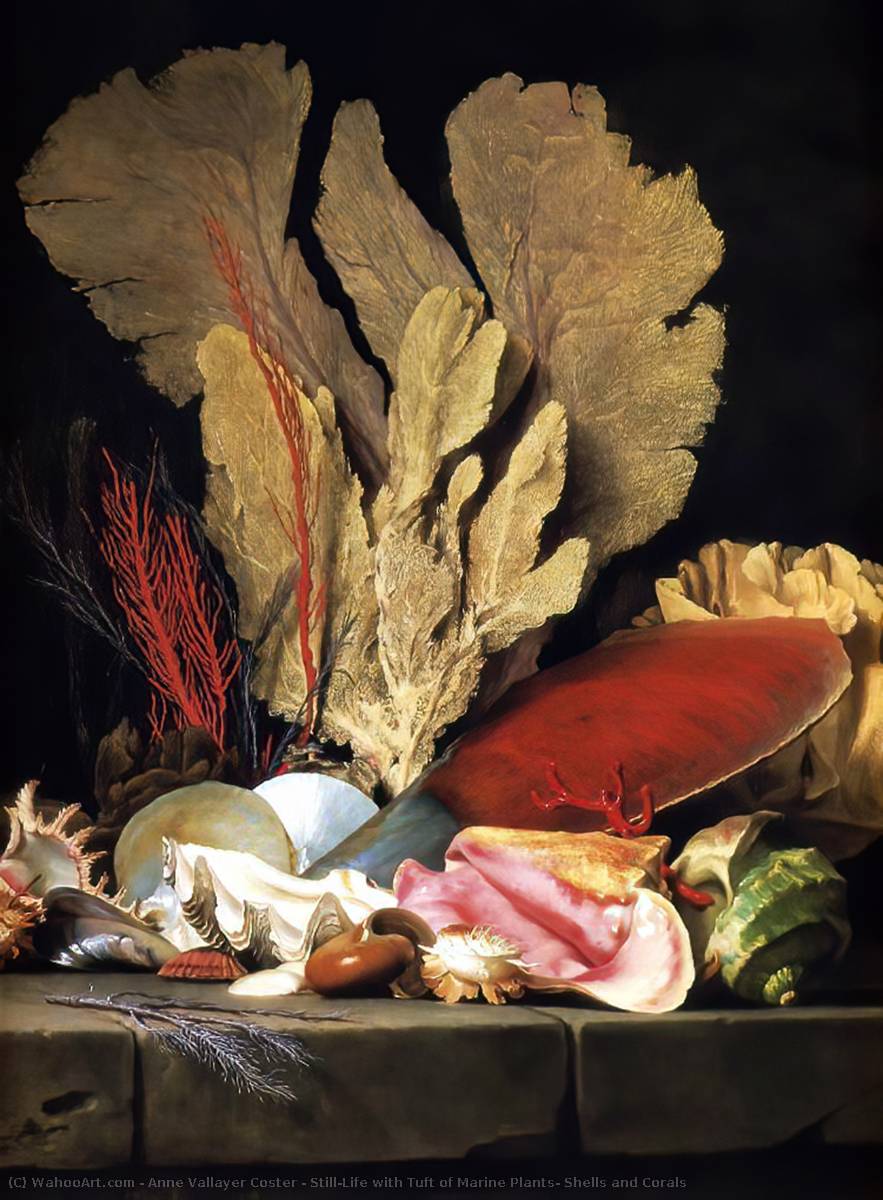 Still-Life avec tuft de la marine Usines , Coquillages et Coraux, 1769 ...