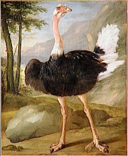 Reproductions D'art De Musée Autruche de Nicasius Bernaerts (1620-1678 ...