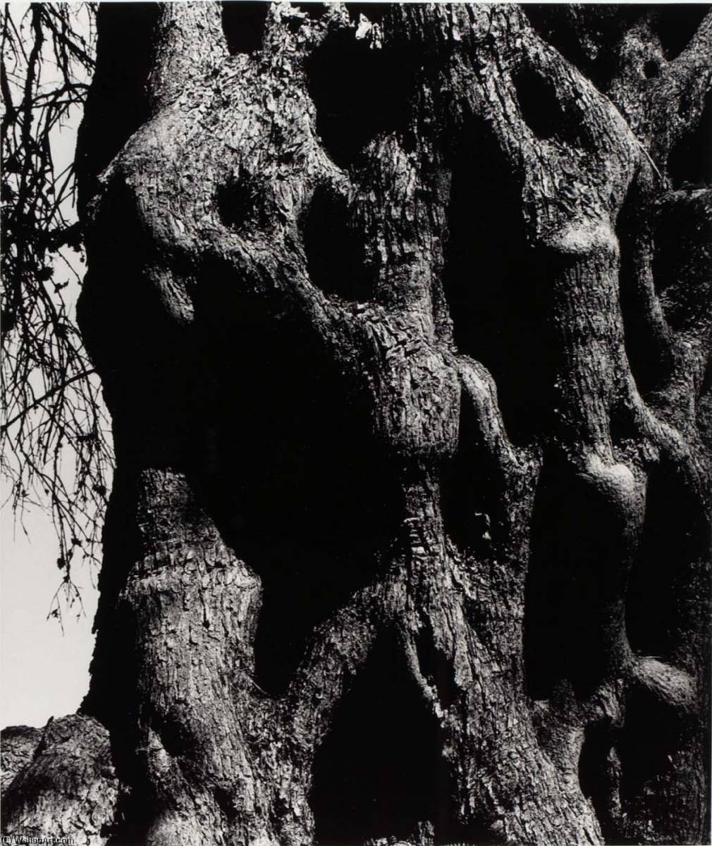 Get Art Reproductions Olive Tree, Corfu 19, 1970 by Aaron Siskind ...