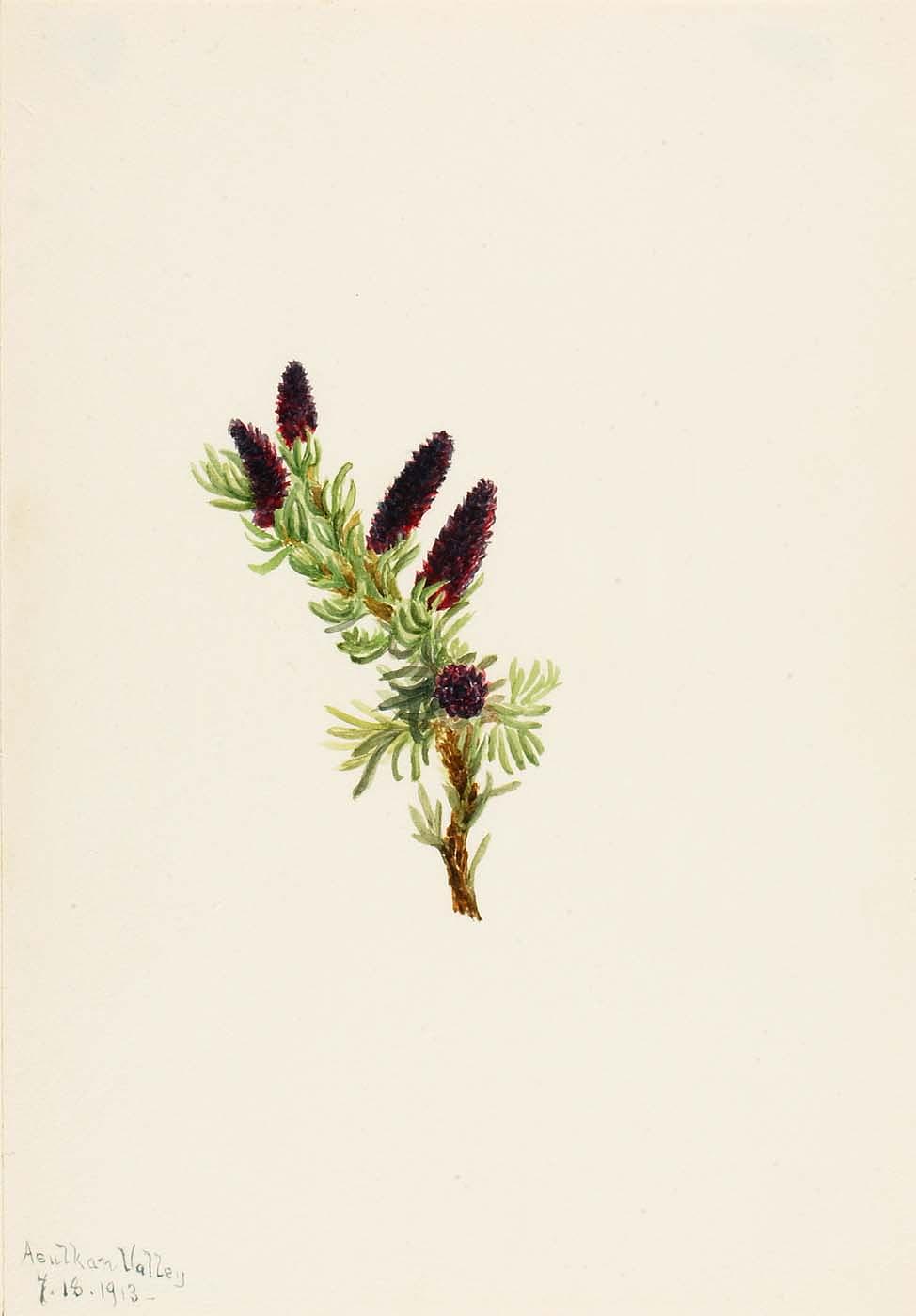 Reproductions De Peintures Picea engelmanni, 1913 de Mary Morris Vaux ...