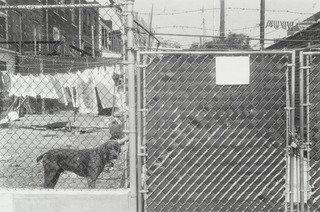 Benny, Bensonhurst, Brooklyn, 1980 por Thomas Roma Thomas Roma ...