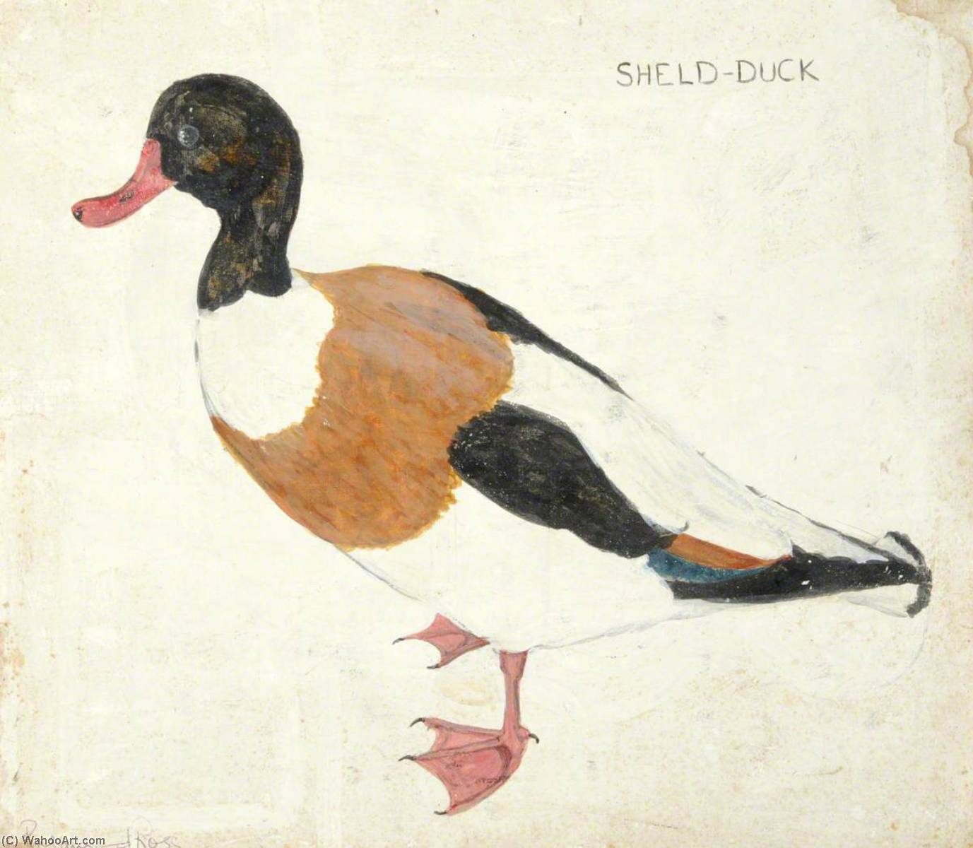 Adquirir Reproducciones De Pinturas Sheld Duck de Rosamund Ross ...