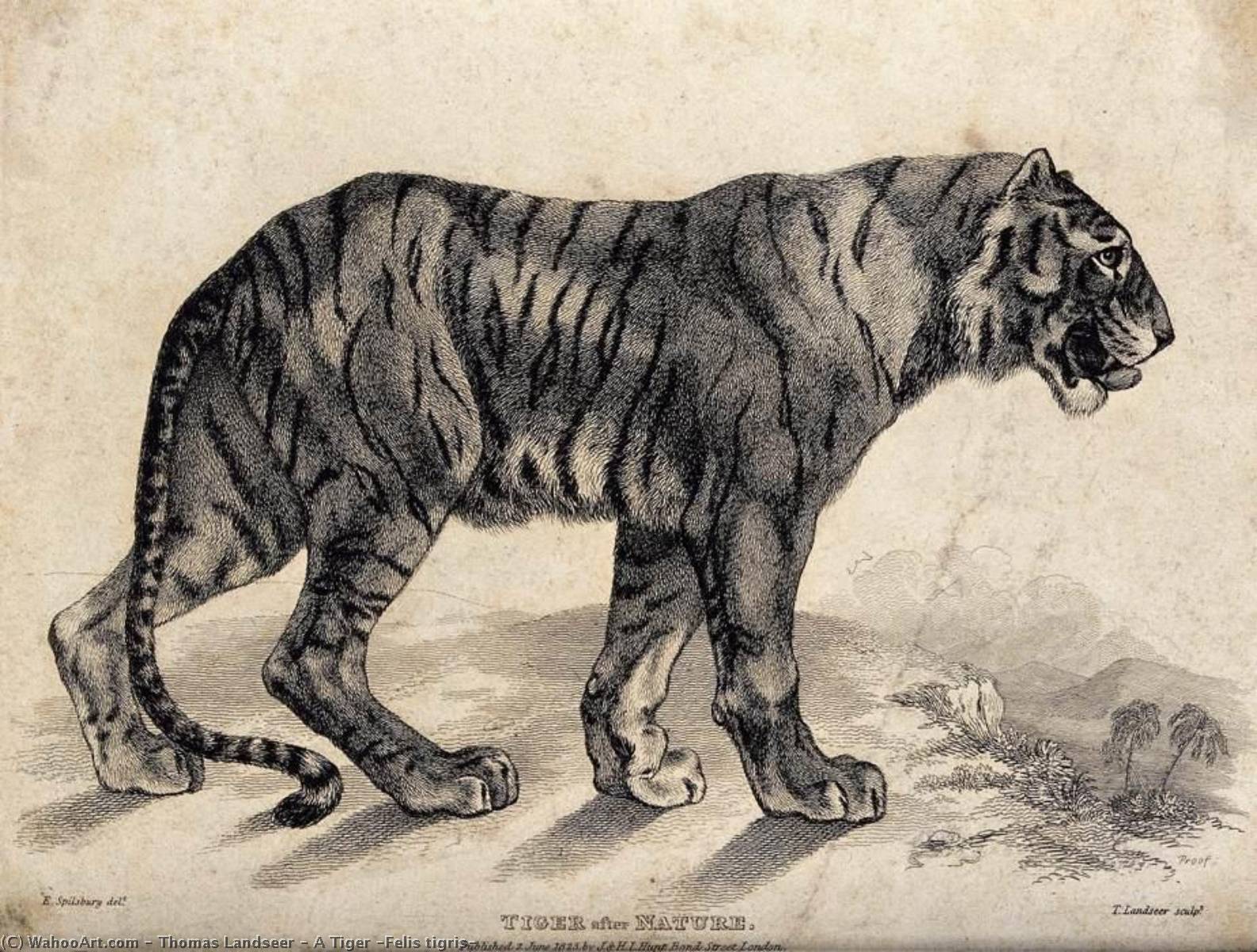 A Tiger (Felis tigris), 1823 by Thomas Landseer Thomas Landseer ...