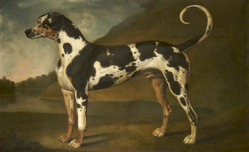 Museum Kunstreproduktionen | Ein Harlekin deutsche dogge Genannt `Turpin`, 1778 von Thomas ...