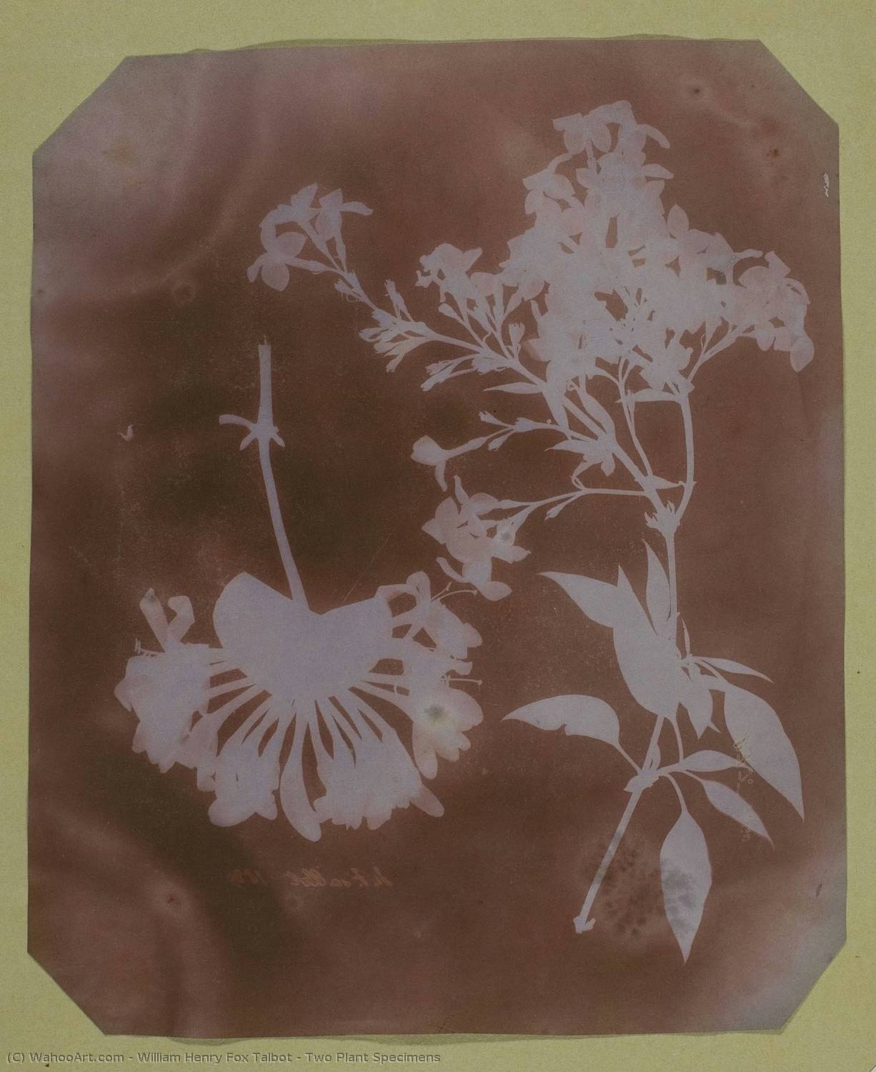 Buy Museum Art Reproductions Two Plant Specimens, 1839 by William Henry ...