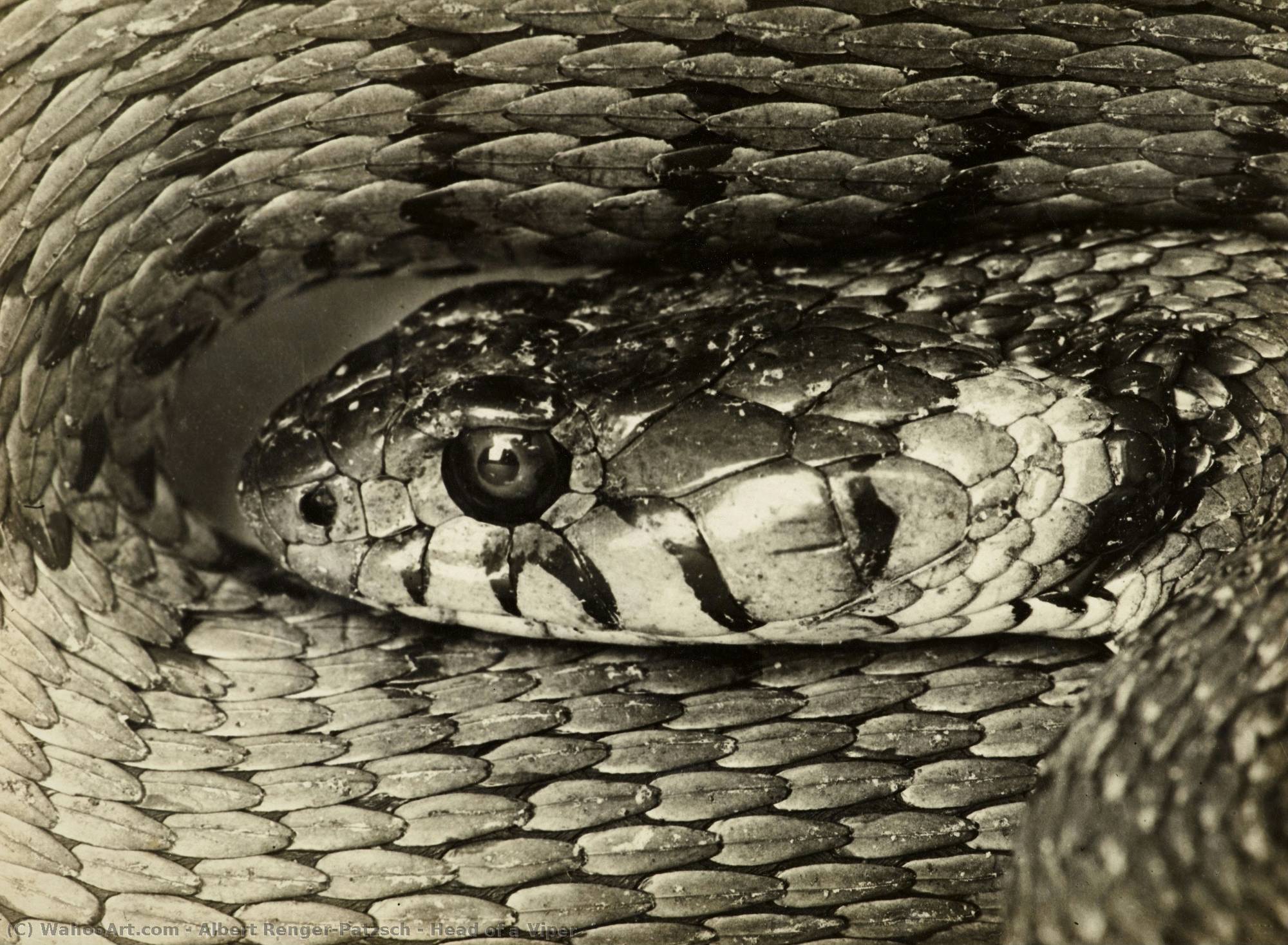 Pedir Reproducciones De Arte Head of a Viper de Albert Renger-Patzsch ...