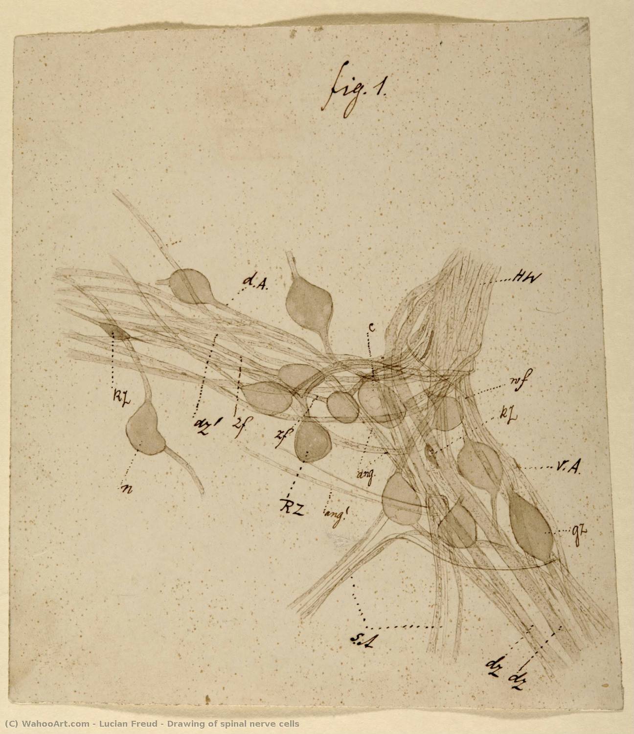 Drawing of spinal nerve cells, 1878 by Lucian Freud (1922-2011, Germany ...