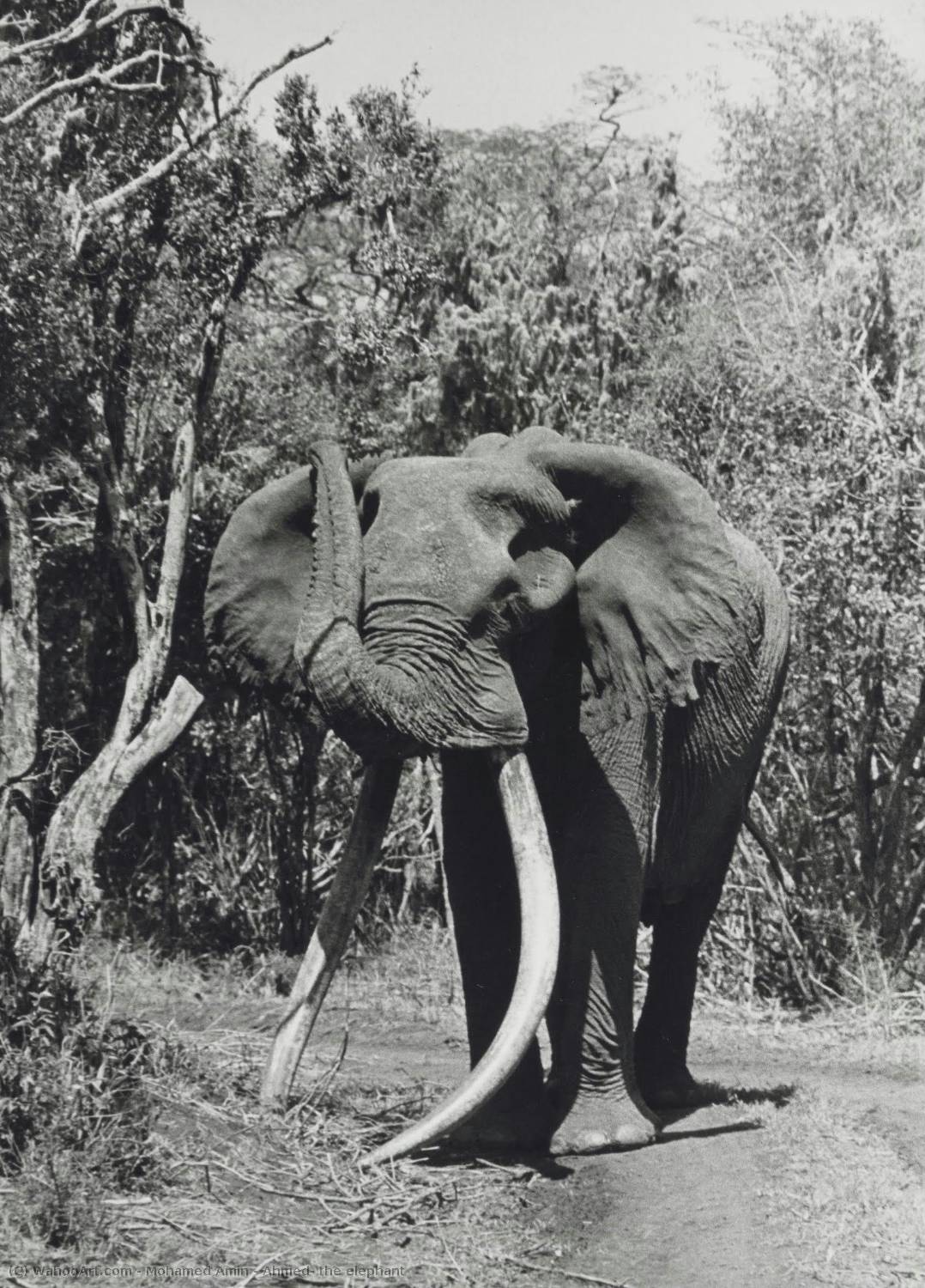 Reproducciones De Bellas Artes Ahmed, el elefante de Mohamed Amin ...