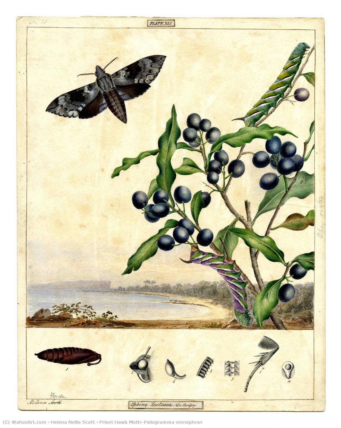 Museu De Reproduções De Arte Privet Hawk Moth, Psilogramma menephron ...