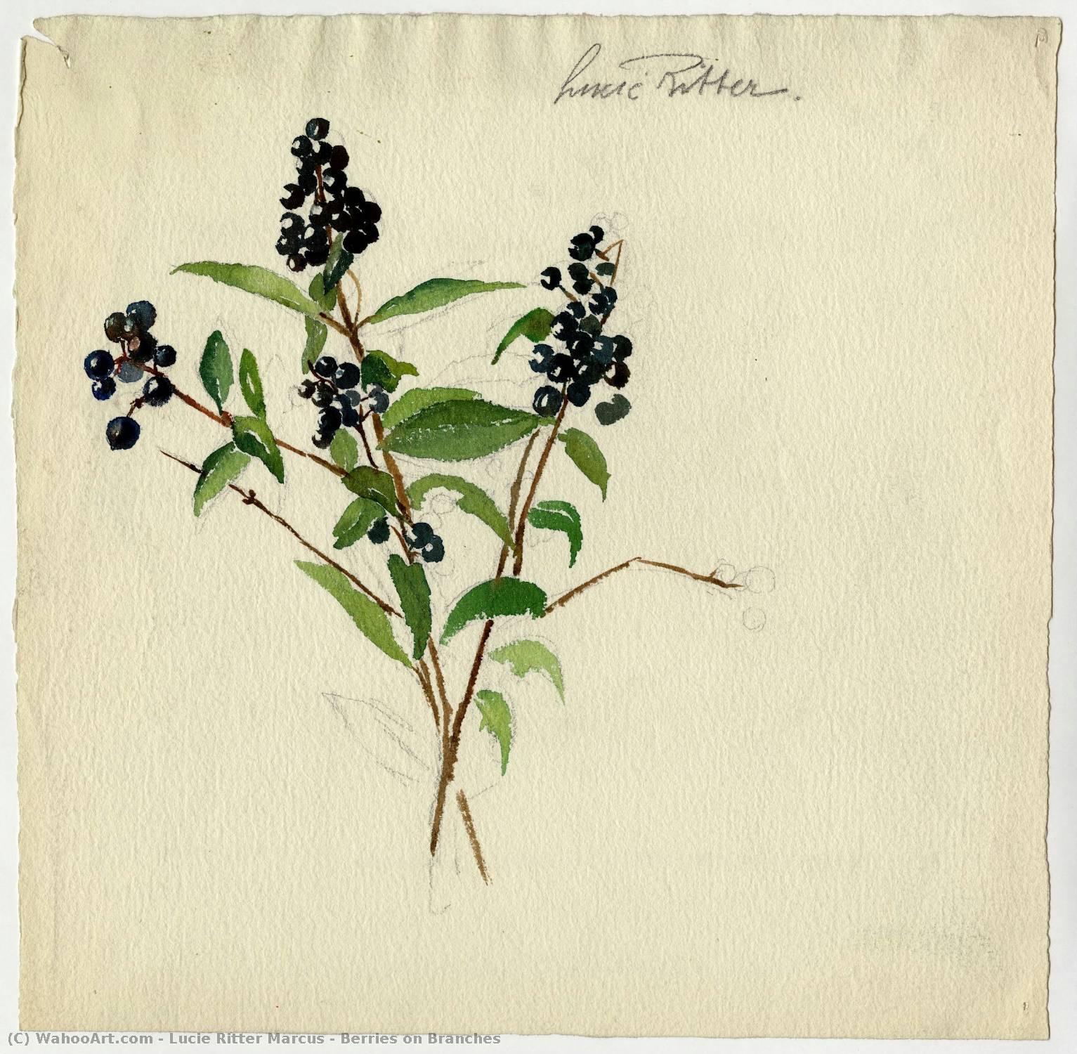 Obter Reproduções De Belas Artes Berries on Branches, 1940 por Lucie ...