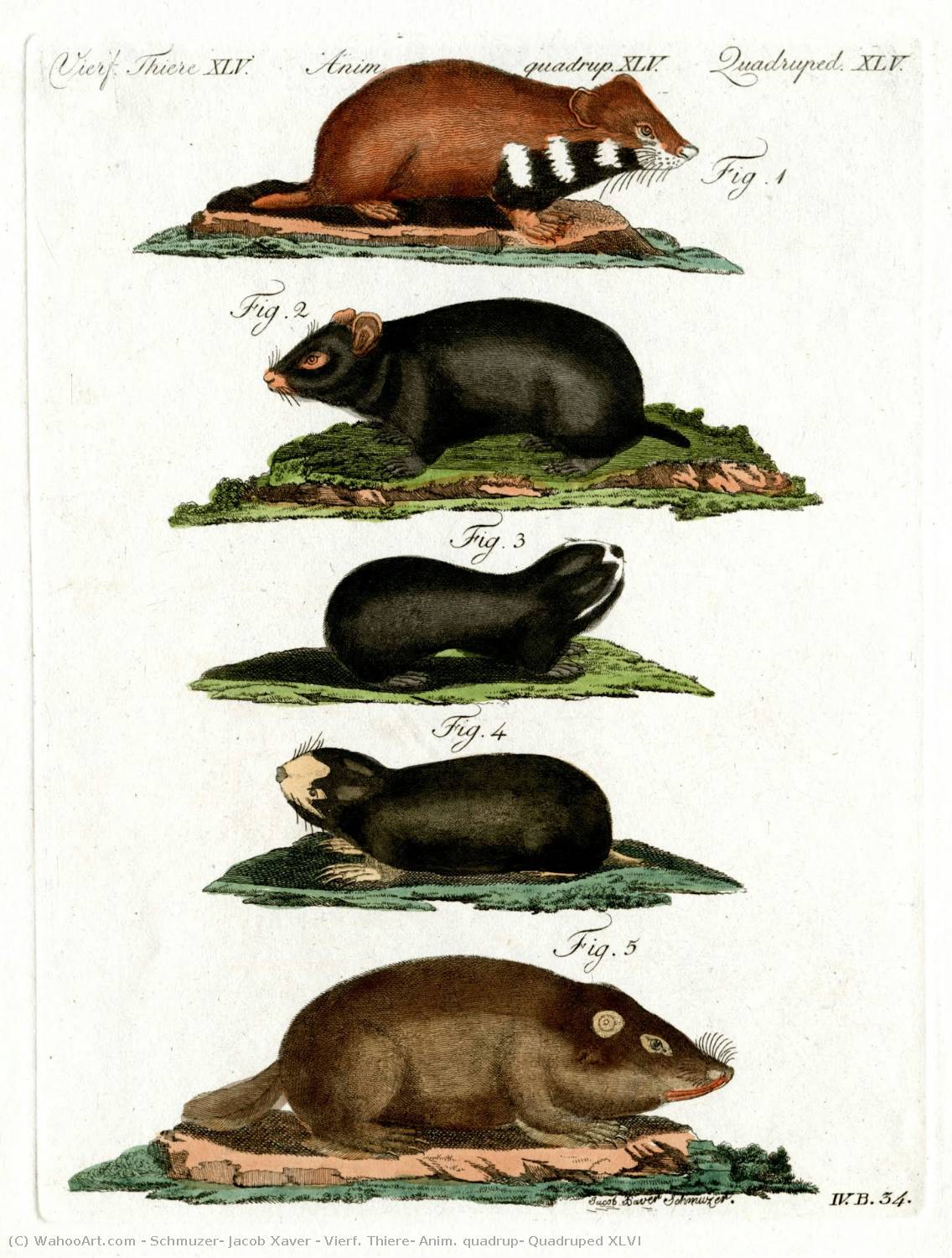 Reproducciones De Arte Vierf. Thiere, Anim. quadrup, Quadruped XLVI ...