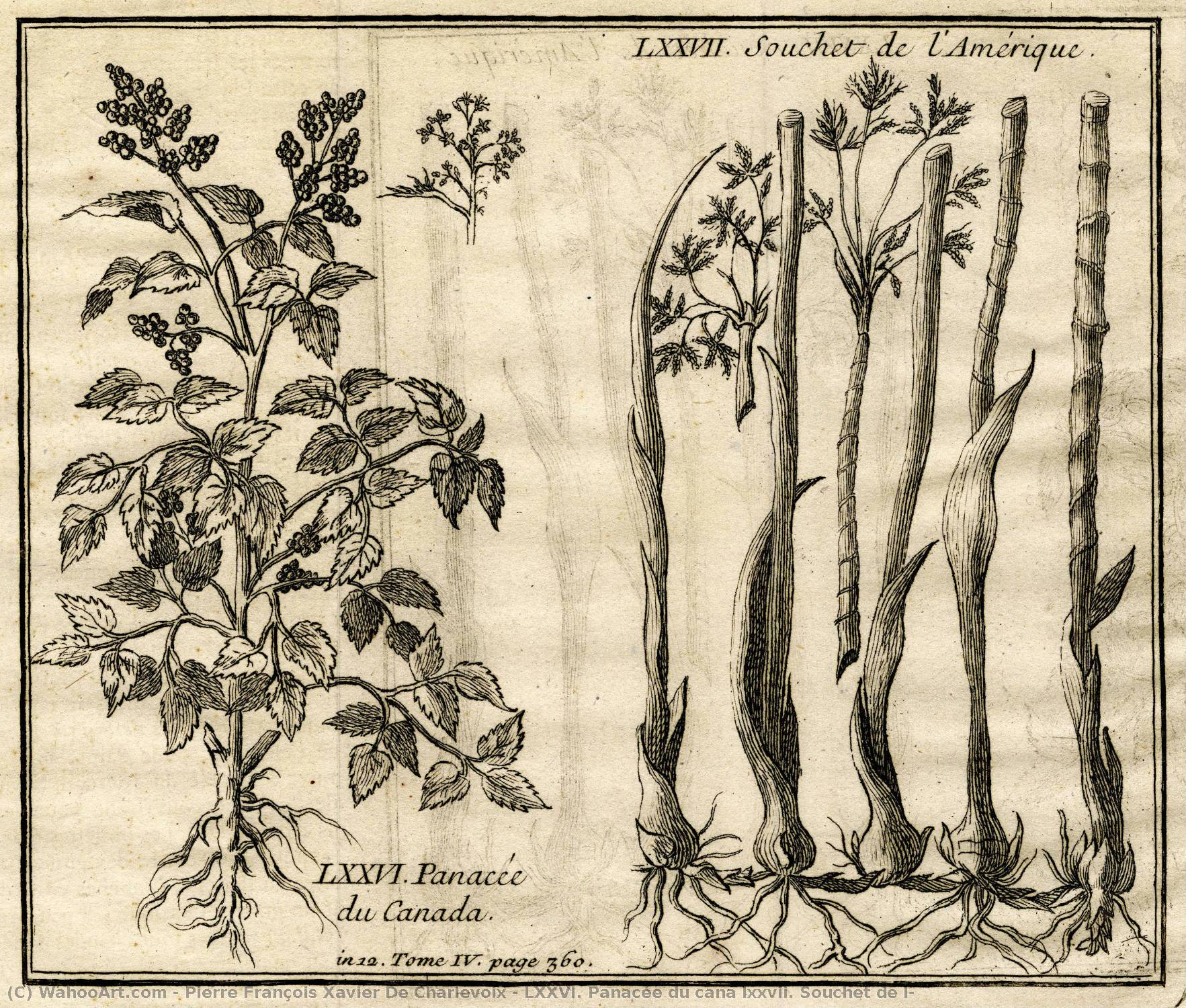 Order Artwork Replica LXXVI. Panacée du cana lxxvii. Souchet de l ...