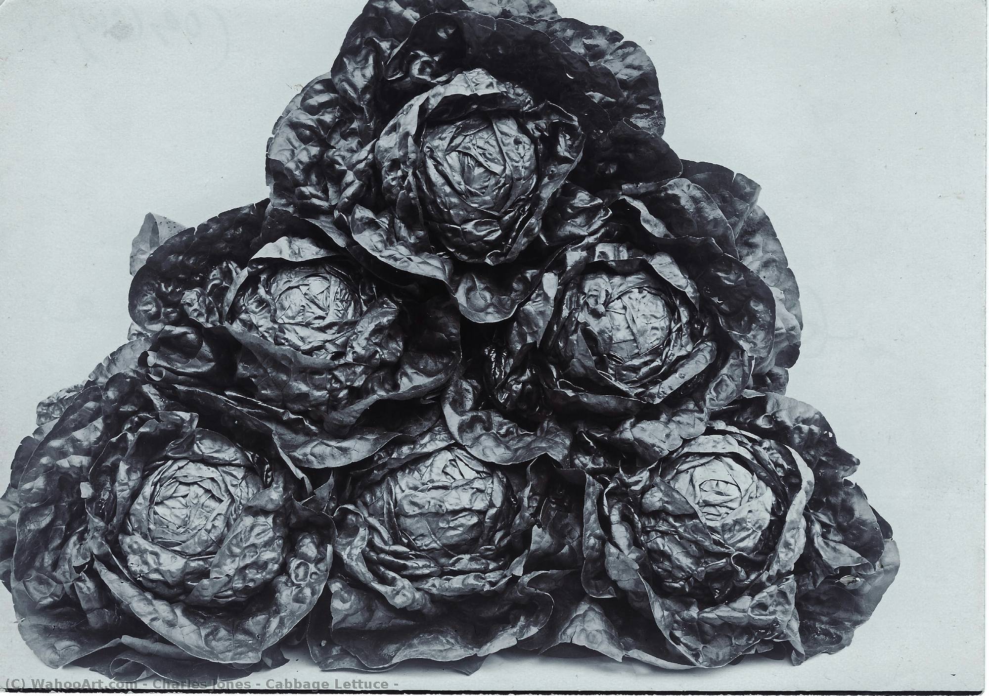 Reproducciones De Bellas Artes Lechuga de repollo \, 1910 de Charles ...