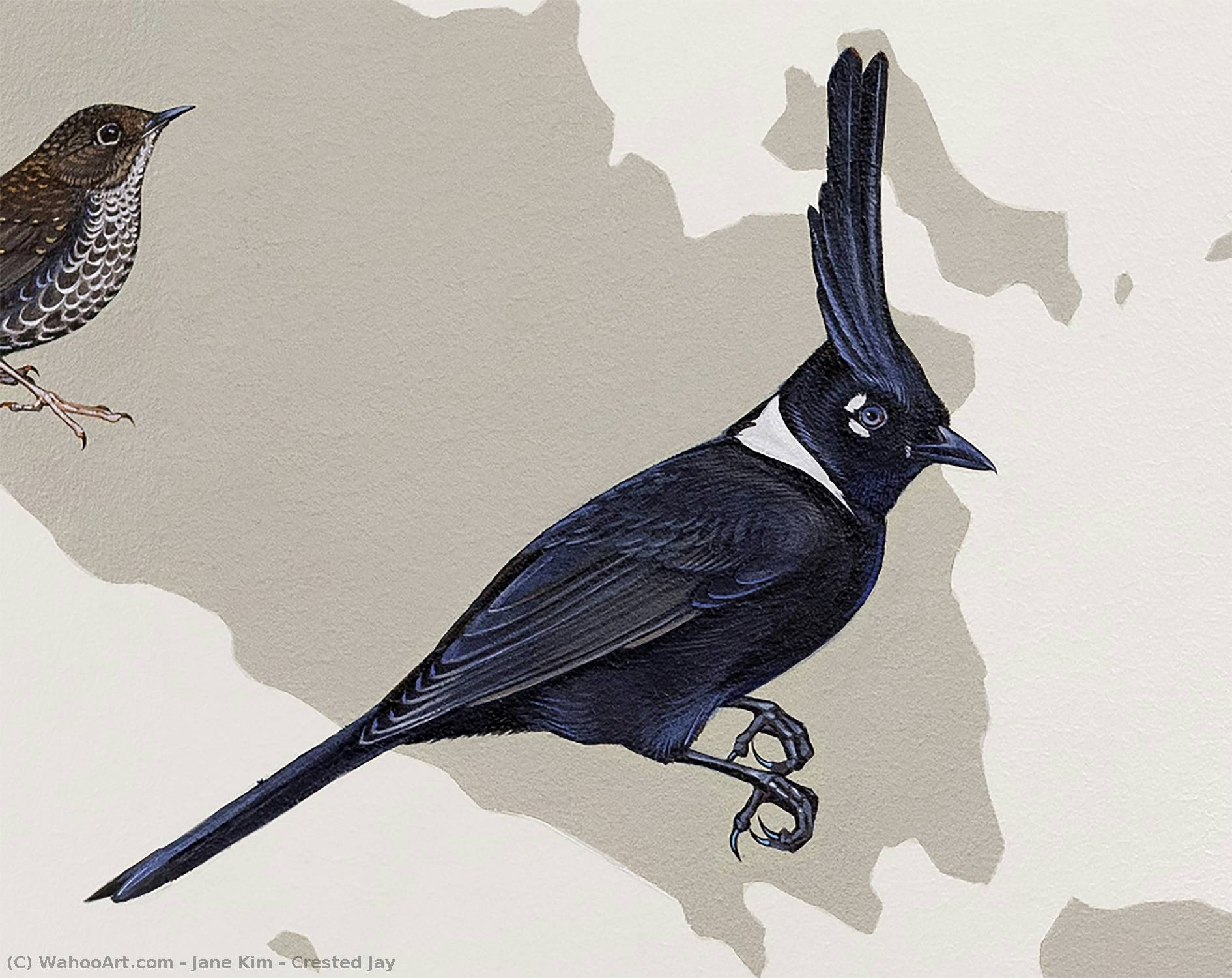 Crested Jay, 2015 por Jane Kim Jane Kim | WahooArt.com