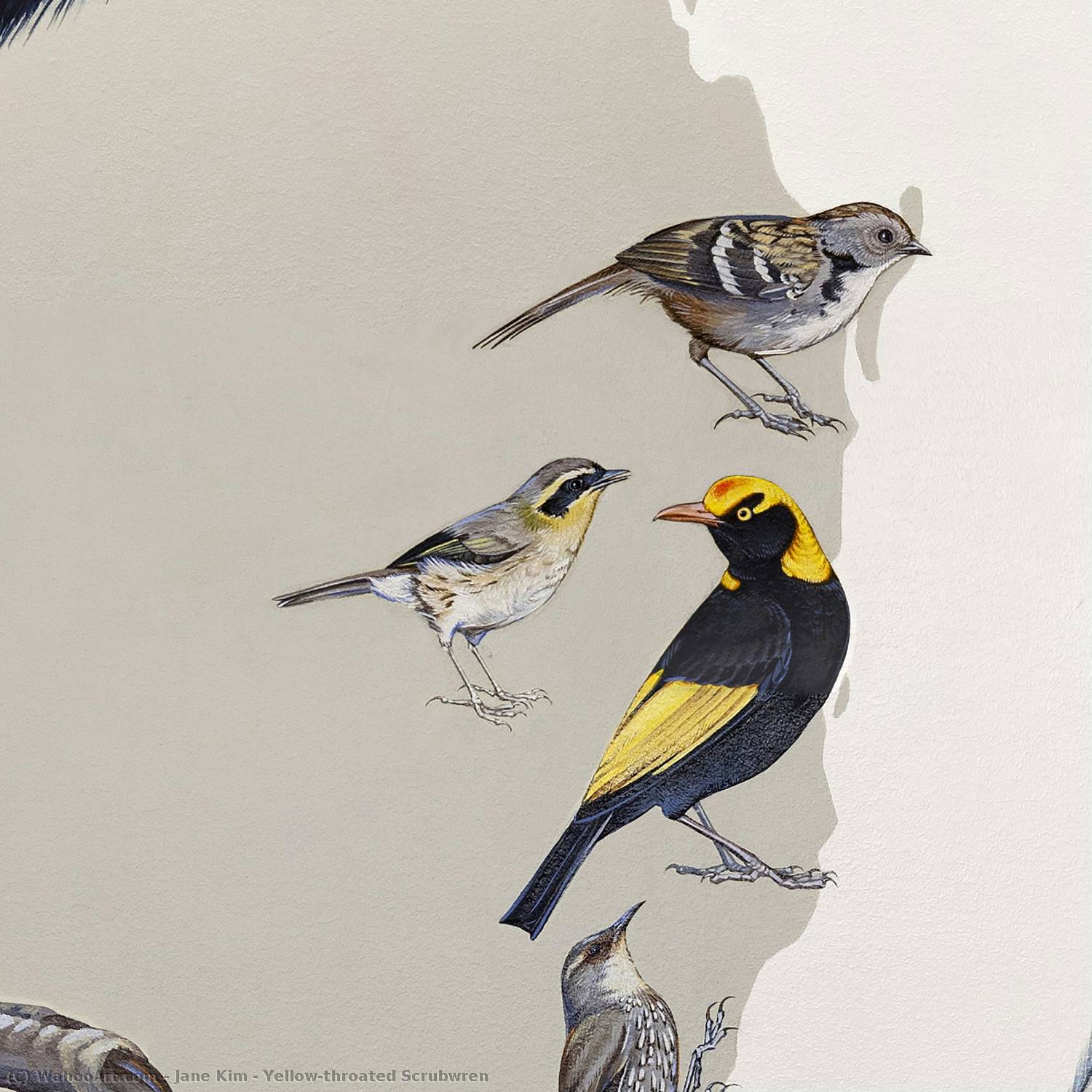 Scrubwren amarelo, 2015 por Jane Kim Jane Kim | WahooArt.com