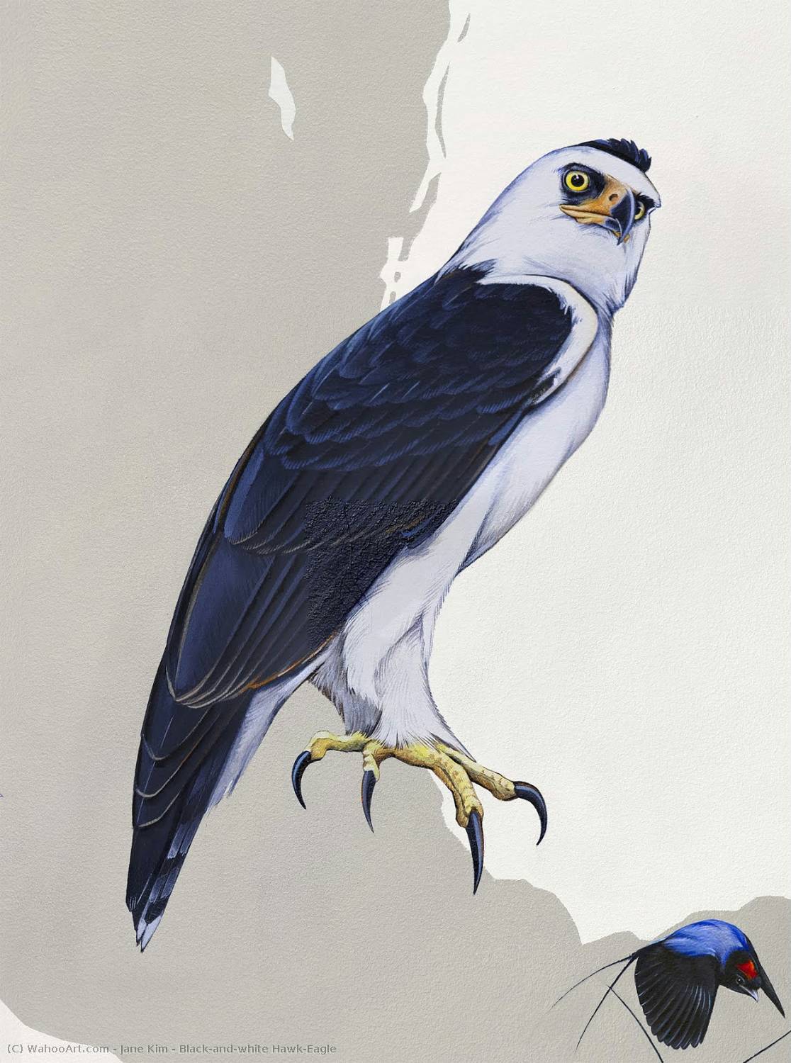 Black-and-white Hawk-Eagle, 2015 by Jane Kim Jane Kim | WahooArt.com